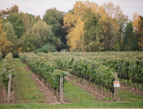 2026 Winemakers' Selections Tasting Pass | My Wine Country